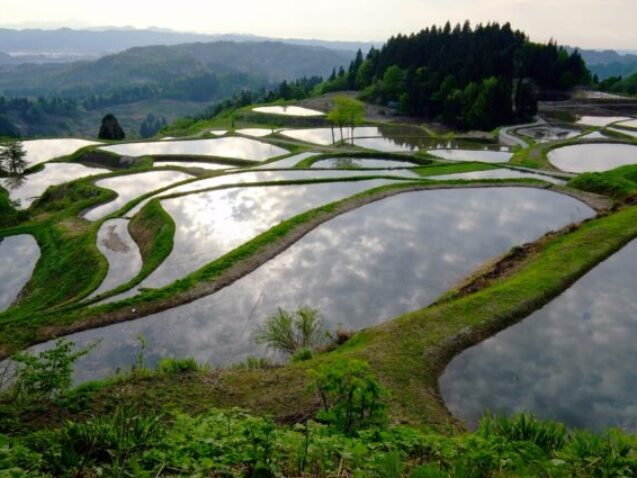 Anecdotes in Japan | Reviendrai